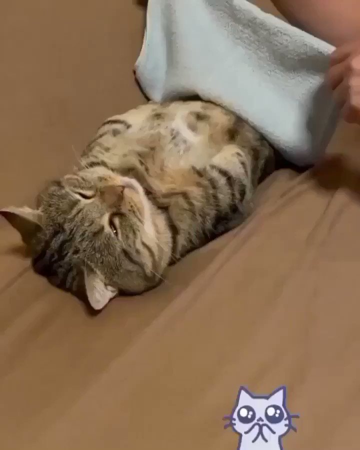 smol silly cat on Twitter: