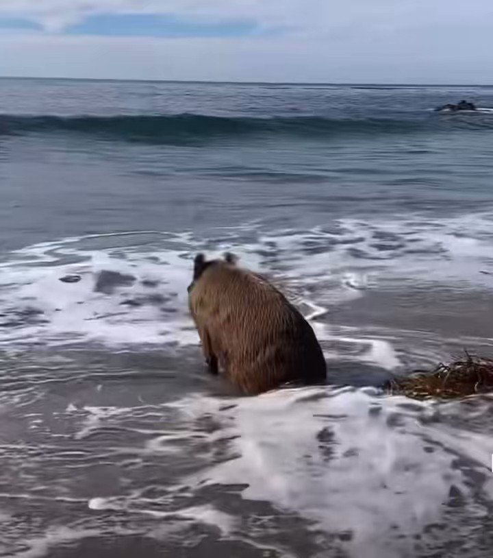 Професор Цветковиќ On Twitter Ви текиња на дивото прасе што го напраифме славно Епа ене го се
