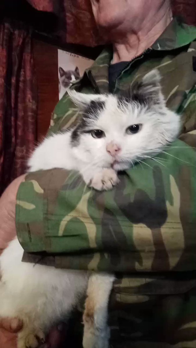 Кот Шурик из Беловежской пущи и его большая семья On Twitter Барсик