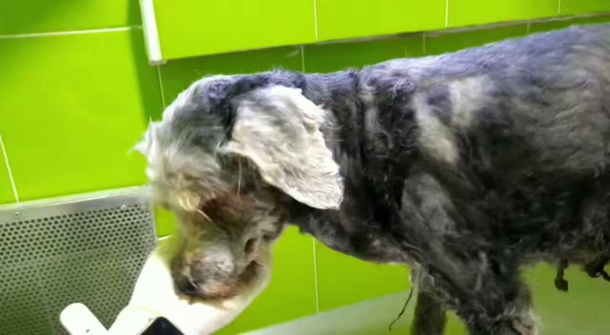 AnimalesCDMX on Twitter: "RT @HELA_MORE: Les dejo un video con todo lo que me hicieron 🐶"