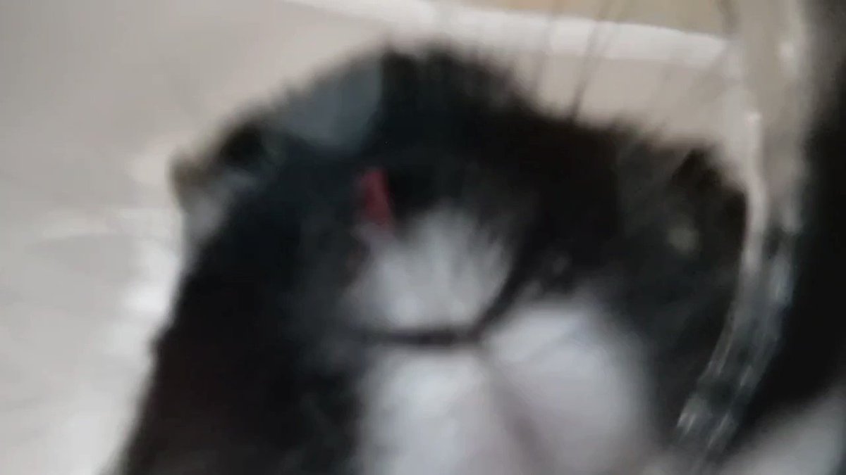 Mincy/ Bobble | PLEASE DONATE TO 🇹🇷| on Twitter: "RT @TranslatedBuns: a rabbit drinking water ...