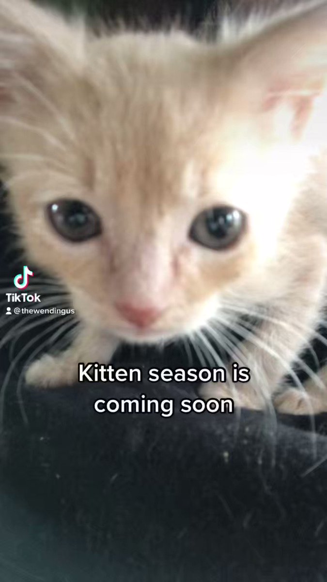 Kel the Swampwater Druid🍄👻 on Twitter: "Crying sobbing throwing up at my own TikTok video"