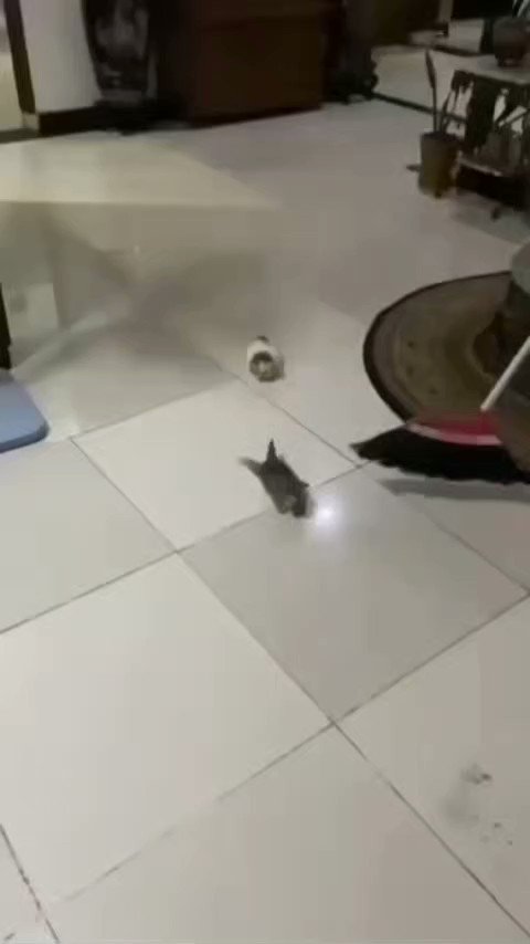 smol silly cat on Twitter: