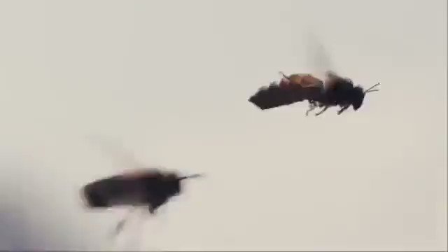 Fascinating Footage On Twitter Extraordinary Video Of The Inflight Mating Of A Queen Bee The