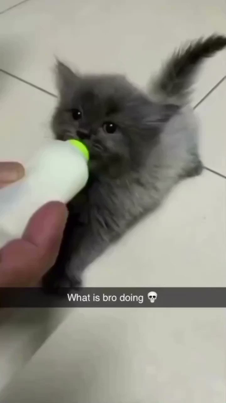 smol silly cat on Twitter: "https://t.co/Q0qmtKUCEC" / Twitter