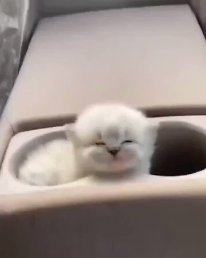 smol silly cat on Twitter: