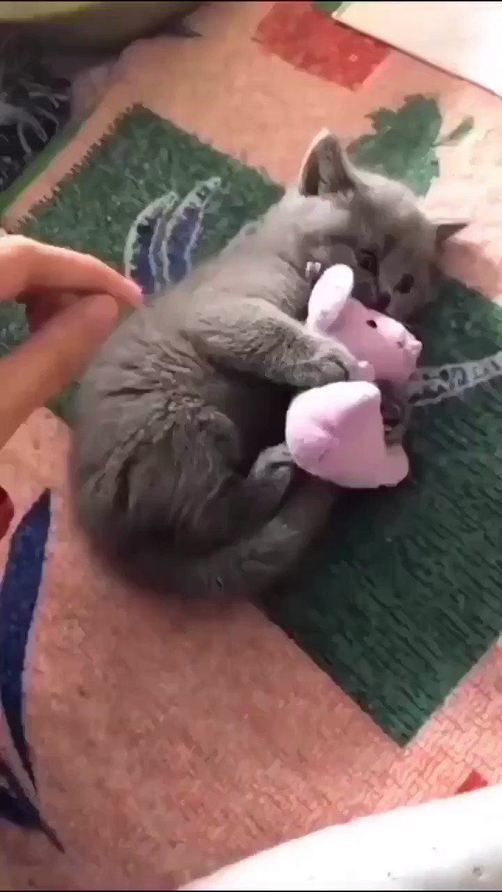 smol silly cat on Twitter: "https://t.co/bZu69vk3ni" / Twitter