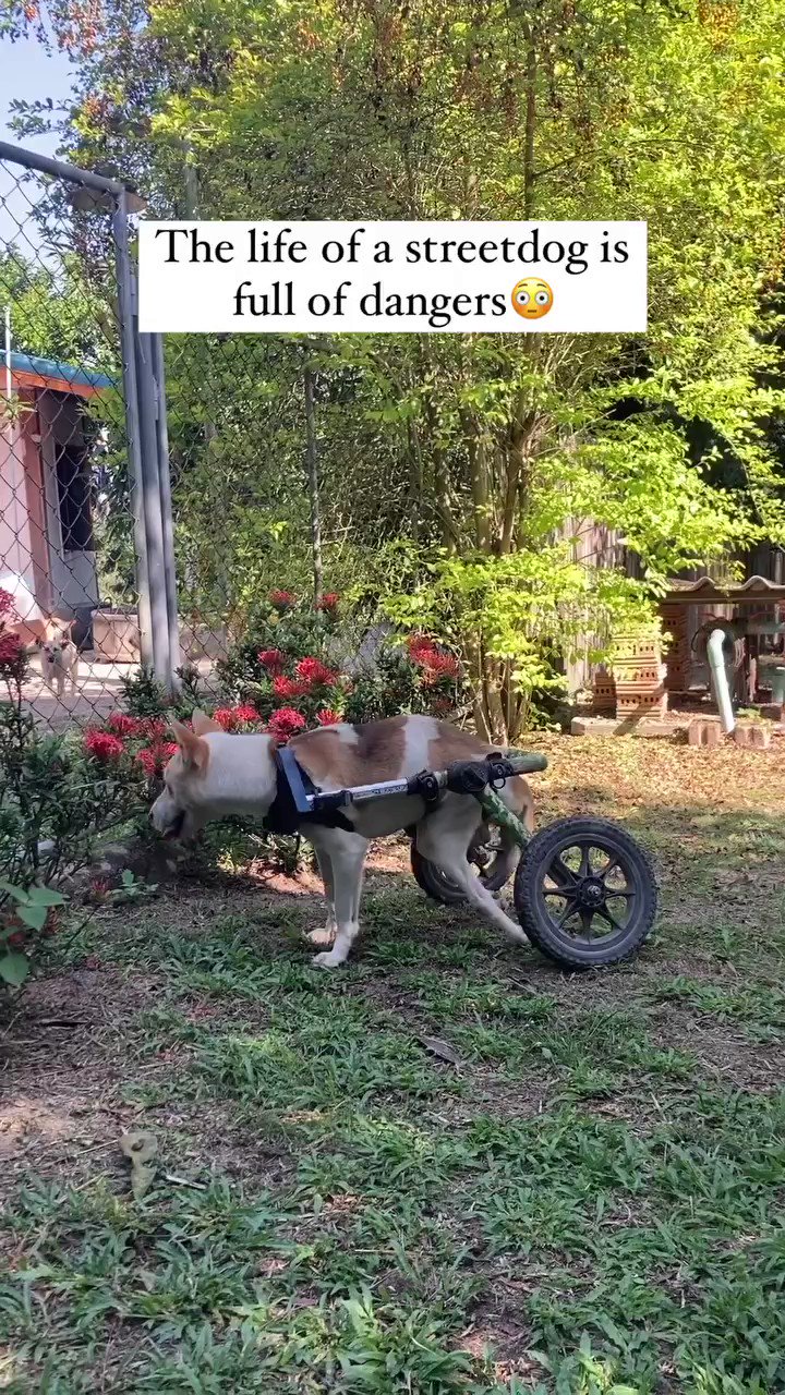 Happy Dog on Twitter: "You are stronger than you think 💪 Never give up ...