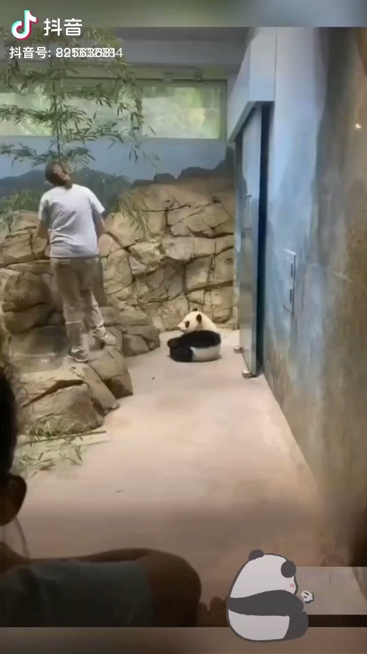 Manx on Twitter: "@longshortgamma Only 4 zoos in US have pandas. Atlanta, Memphis, Washington DC ...