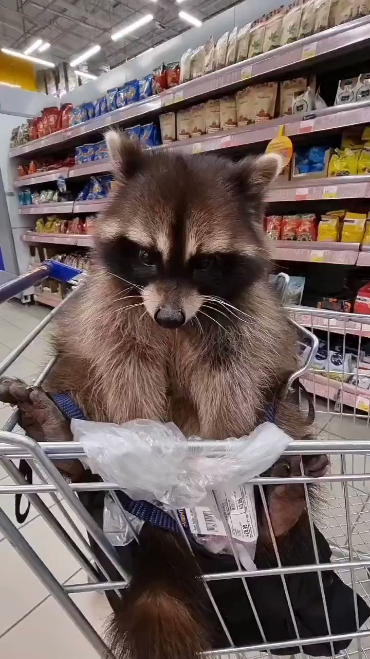Raccoon lover (@Raccoon_0ig) / Twitter