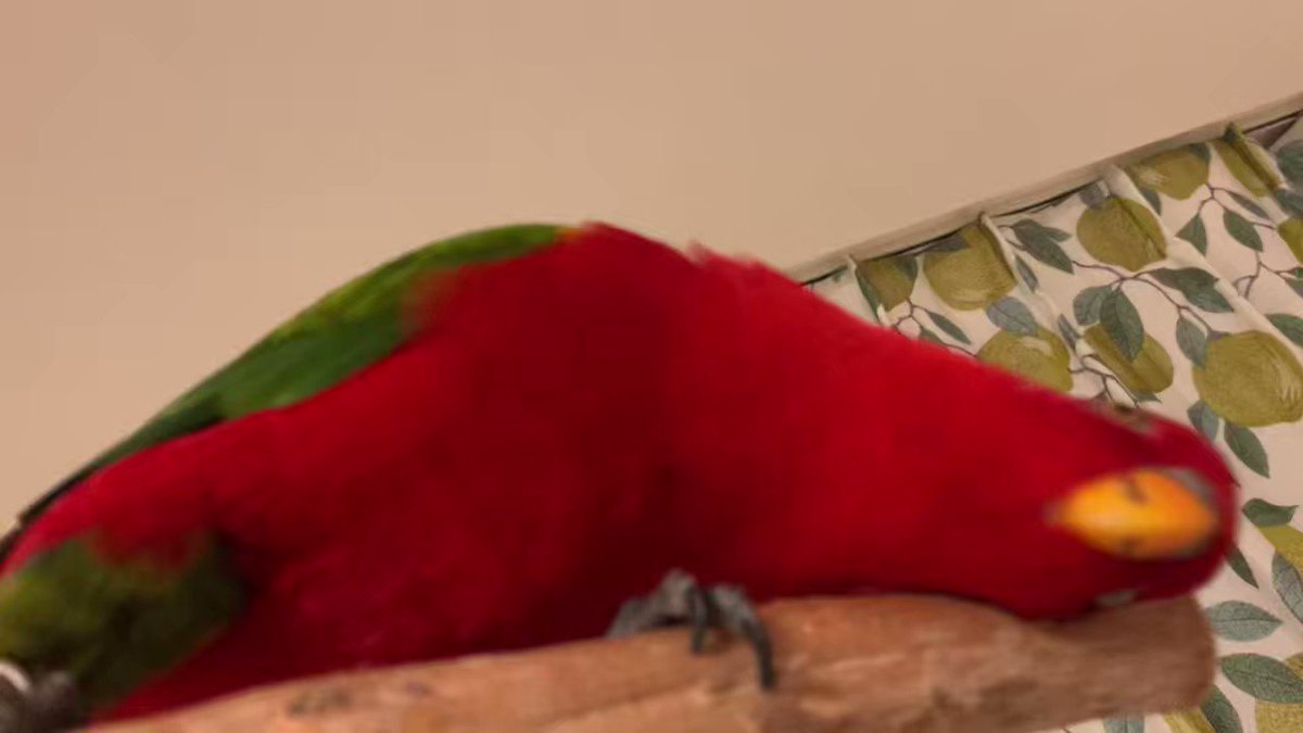 Hideaki Utsumi on Twitter: "Red birb🍅SUSHI https://youtu.be/kfvRr4JMJe4 @YouTube"