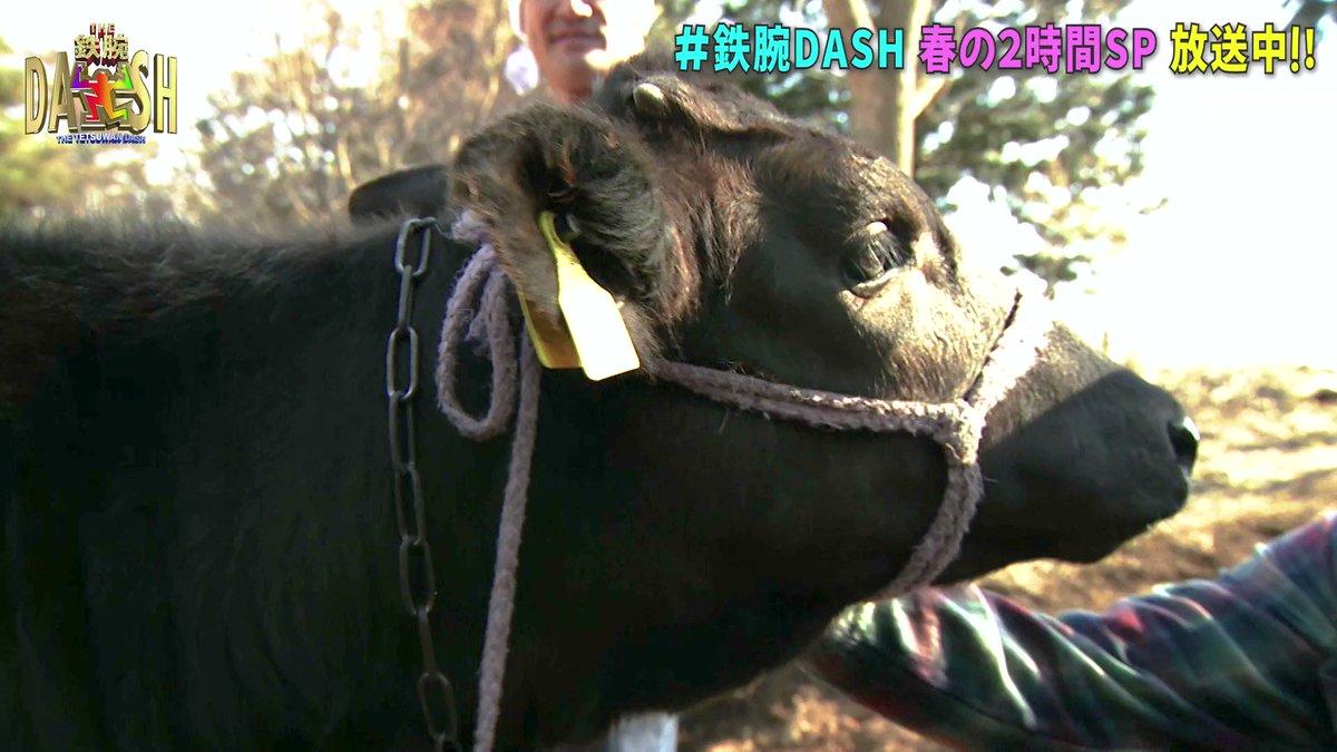 #鉄腕DASH 福島でTOKIO23度目の米作り始動、初の棚田に挑戦＆13年ぶり3000歩で韓国旅行チャレンジ (4ページ目) - Togetter