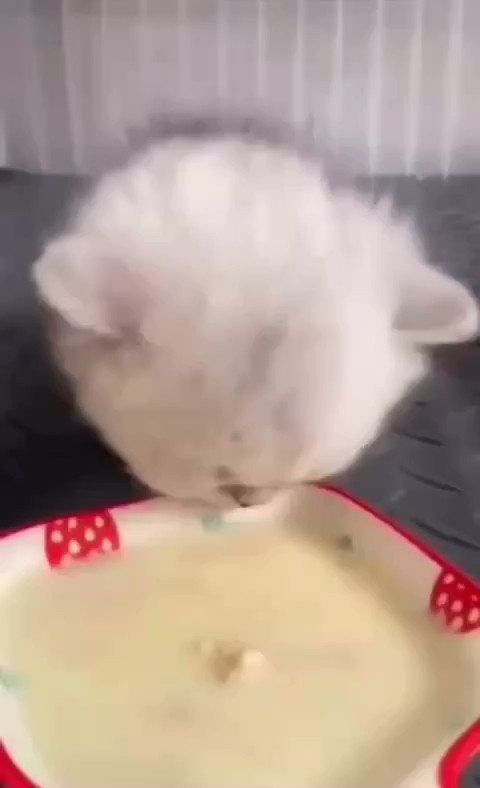 smol silly cat on Twitter: