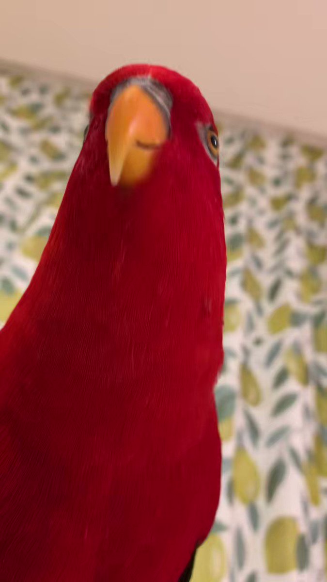 Hideaki Utsumi on Twitter: "Red birb🍅Gumizilla gumiiiiii https://youtube.com/shorts/gzdzhJjYafE ...