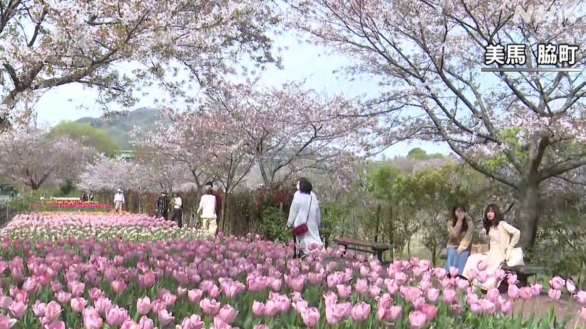 飯田さやか on Twitter: "RT @nhk_tokushima: 1万5000本のチューリップが見頃 脇町「デ・レイケ公園」 https://www3.nhk.or.jp/lnews ...