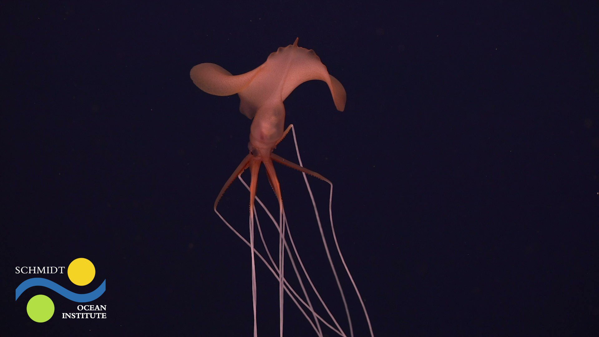 Bigfin Squid