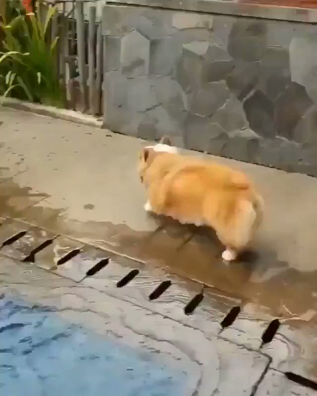 corgi lovers hub (@corgilovershub) / Twitter