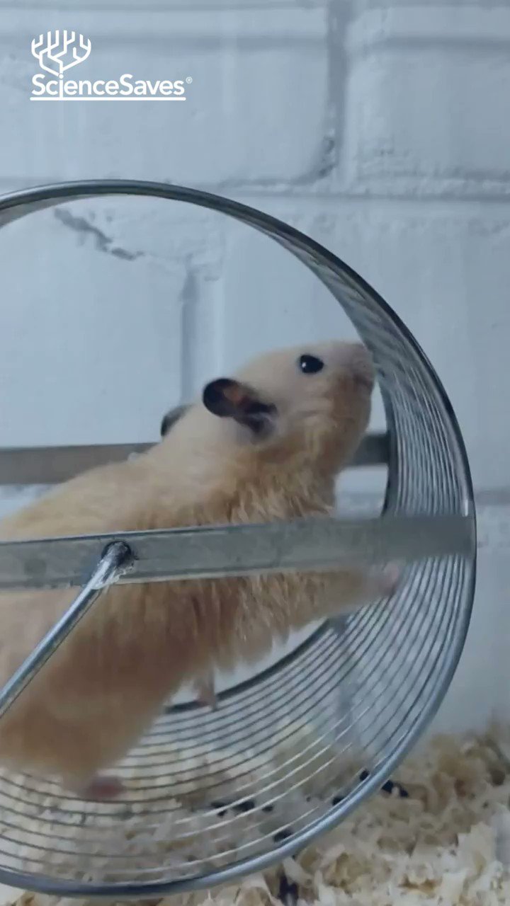 ScienceSaves (@ScienceSavesOrg) / Twitter