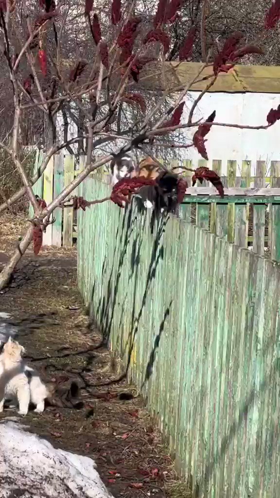 🐾kitekat не предл0гать🐾 on Twitter: "апрельский патруль 😅 https://t.co ...