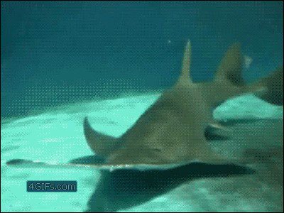 Sawfish Attacking Prey
