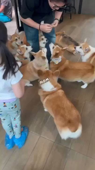 Corgi Lovers Community 🐶🐾 on Twitter: "Nom nom nom 😋😋 #Corgi #CorgiCrew #CorgiLover #corgilovers ...