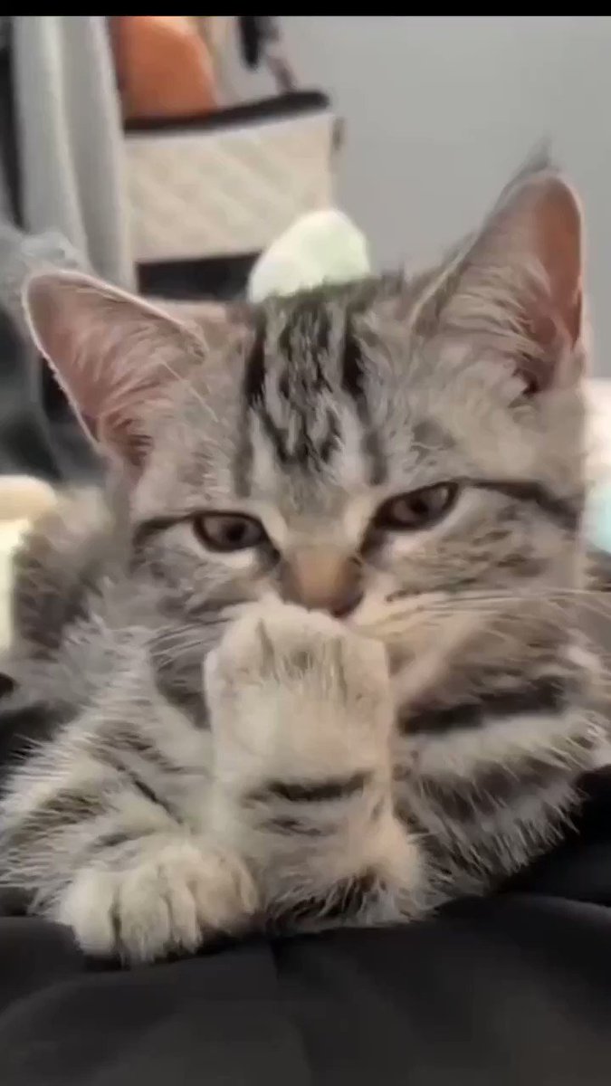 smol silly cat on Twitter: