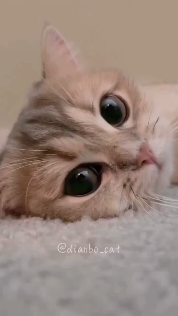 smol silly cat on Twitter: "https://t.co/q2aKMQRtmq" / Twitter