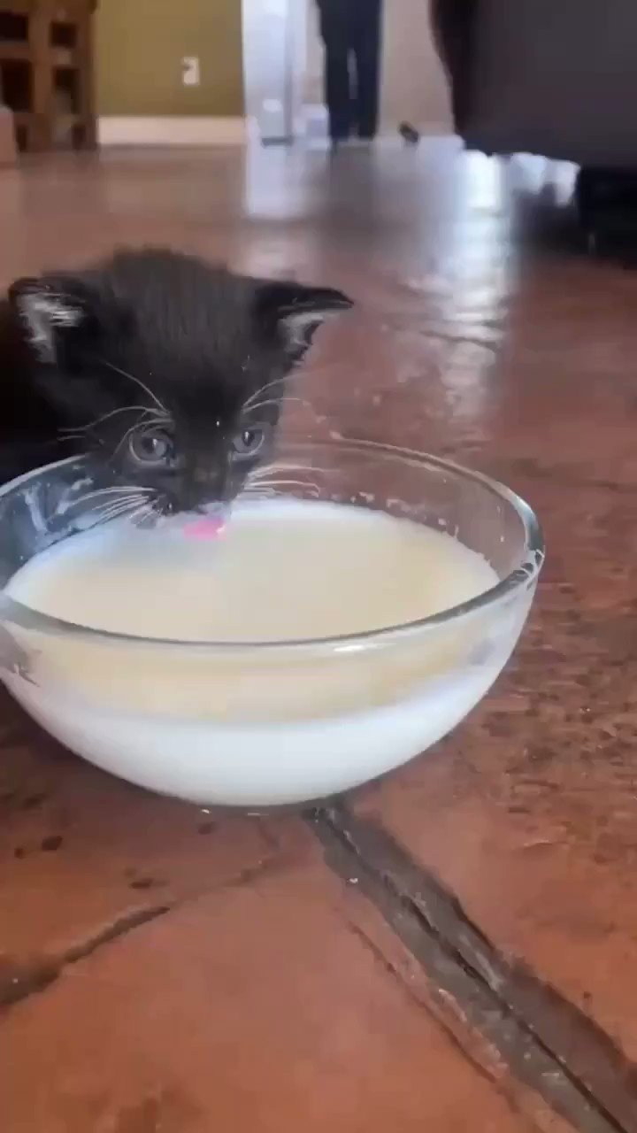 smol silly cat on Twitter: "https://t.co/Tn31lj6XkM" / Twitter