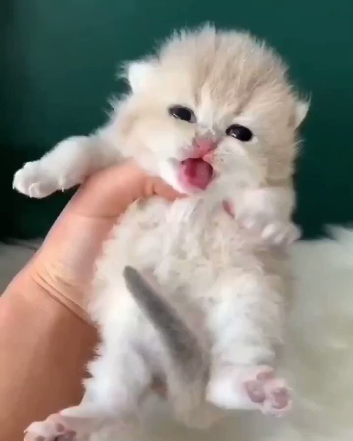 smol silly cat on Twitter: