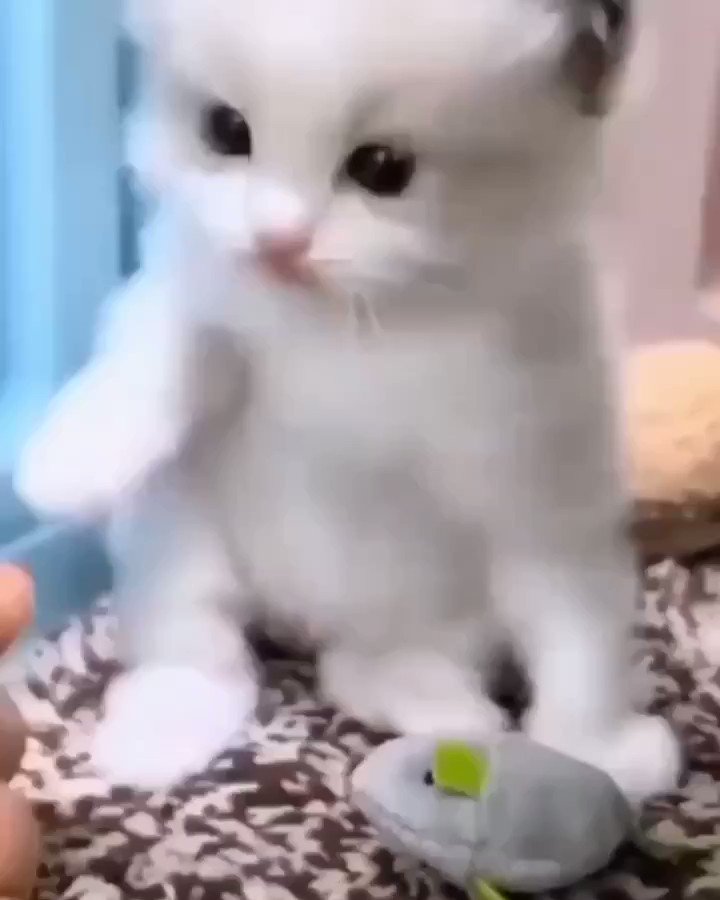 smol silly cat on Twitter: "no touchy https://t.co/L7HQv2Uaxg" / Twitter