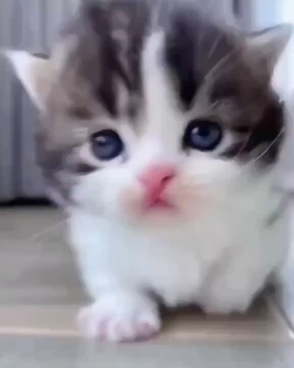 smol silly cat on Twitter: "https://t.co/dps3caT0AB" / Twitter