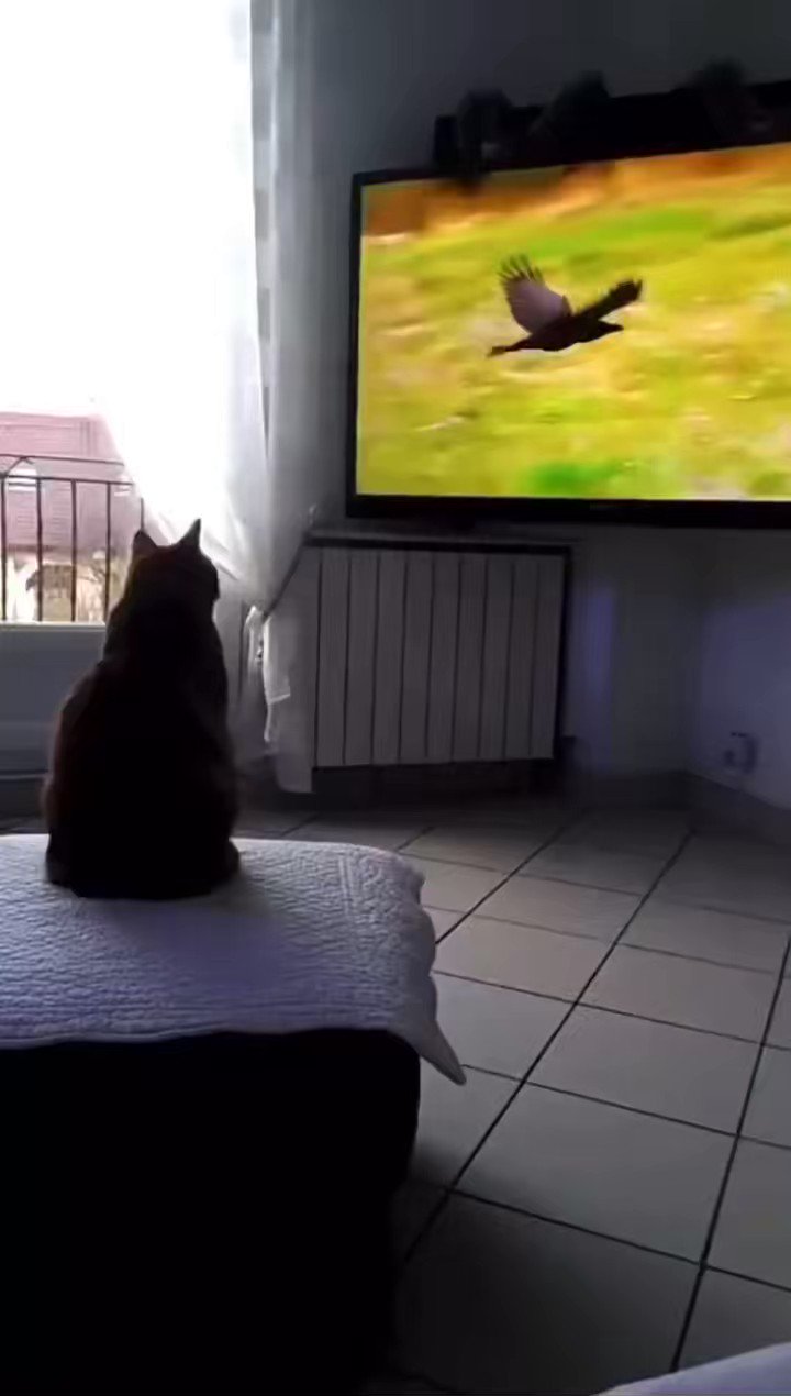 Linah (@Linah_hhh) / Twitter