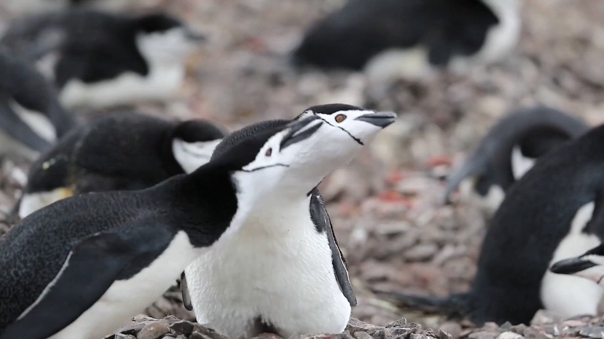 World birds on Twitter: "Chinstrap Penguin (Pygoscelis antarcticus)🐦🦜🕊️ ...