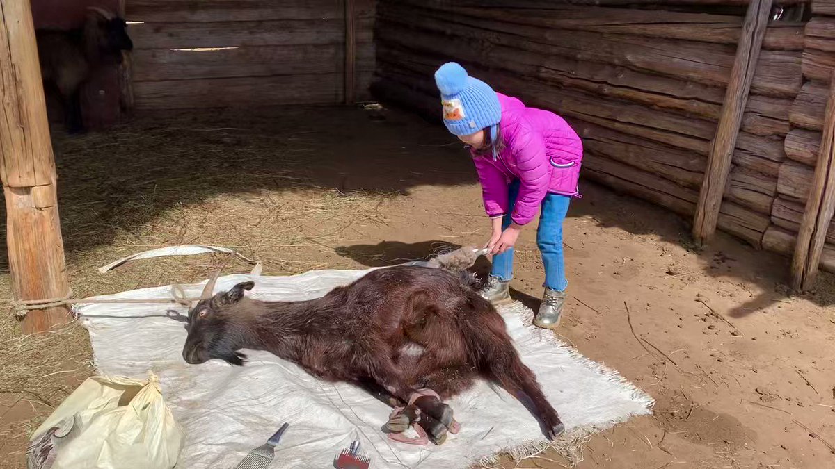 Хөдөөний хүүхэн On Twitter Ямаа самнаж үзлээ 🐐 Хаг нь босоод