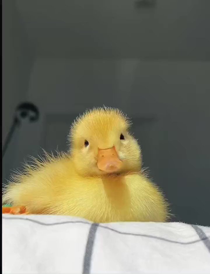 why you should have a duck 🦆 on Twitter: why you should have a duck 🦆 on Twitter: