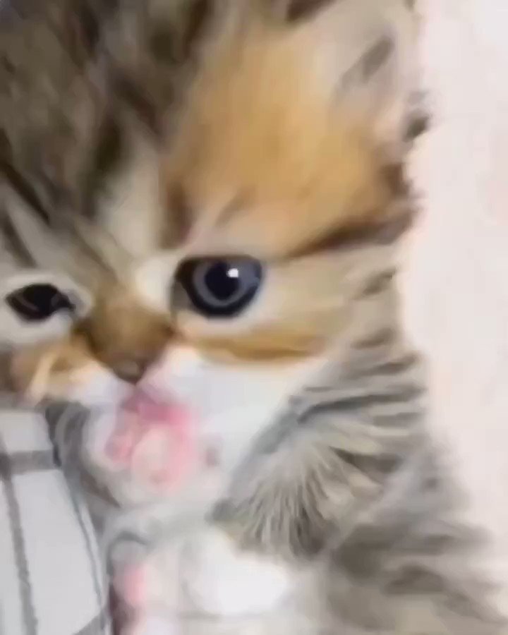 smol silly cat on Twitter:
