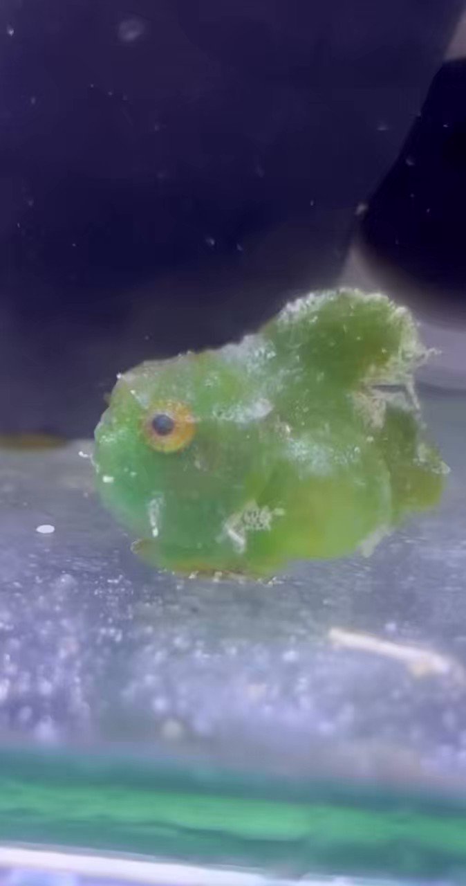 だんごむすめ On Twitter よし!飛ぶぞ!ってときに背ビレあげるの可愛すぎない? 🎥宇治まっちゃん飛びます! B4f26g3oz7 Twitter