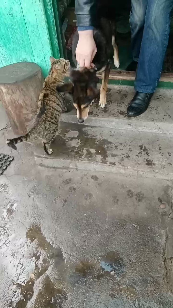 Кот Шурик из Беловежской пущи и его большая семья On Twitter Светлого