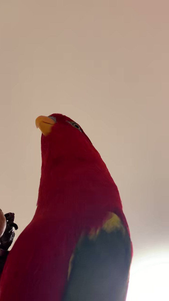 Hideaki Utsumi on Twitter: "RT @hideaki_utsumi: Red birb🍅Laughing Then Staring https://youtube ...