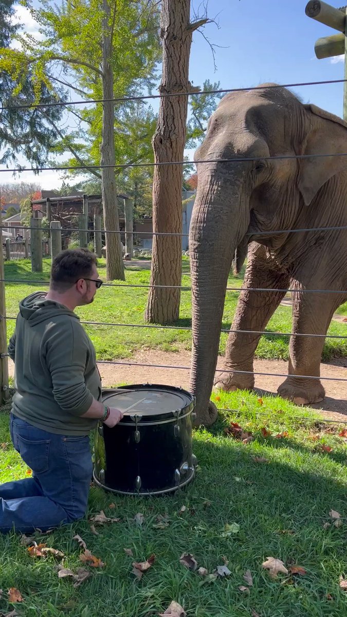 The Pet Collective On Twitter Fun Animal Fact Elephants Invented The the-pet-collective-on-twitter-fun-animal-fact-elephants-invented-the