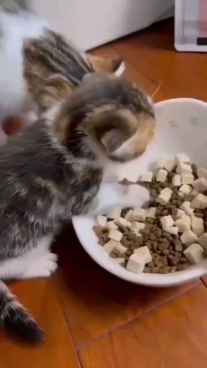 smol silly cat on Twitter: