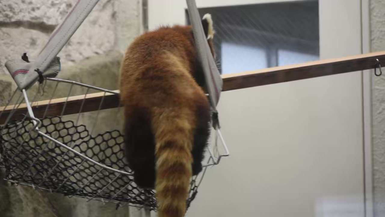 Red Panda Research (@luogl) / Twitter