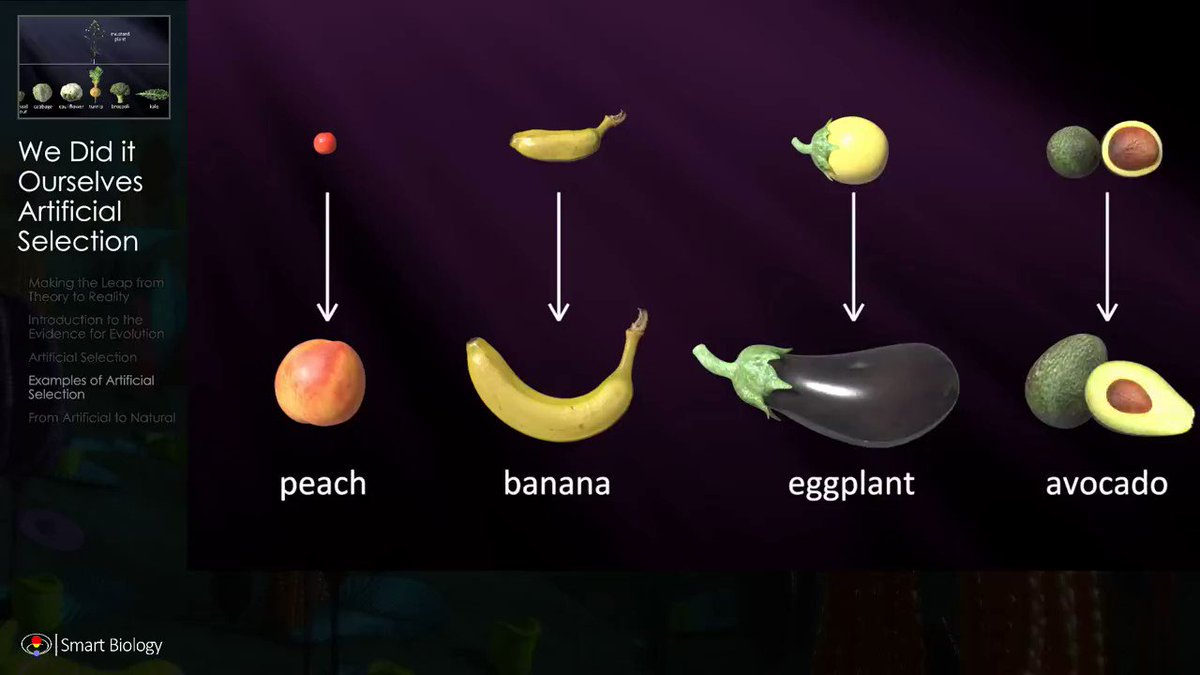 Artificial Selection Biology