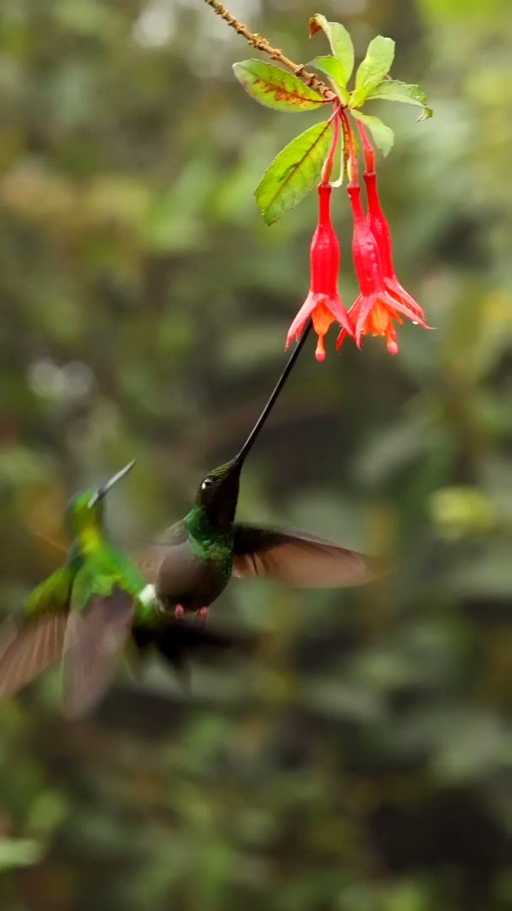 Enelra (@EnelraOtirolf) / Twitter