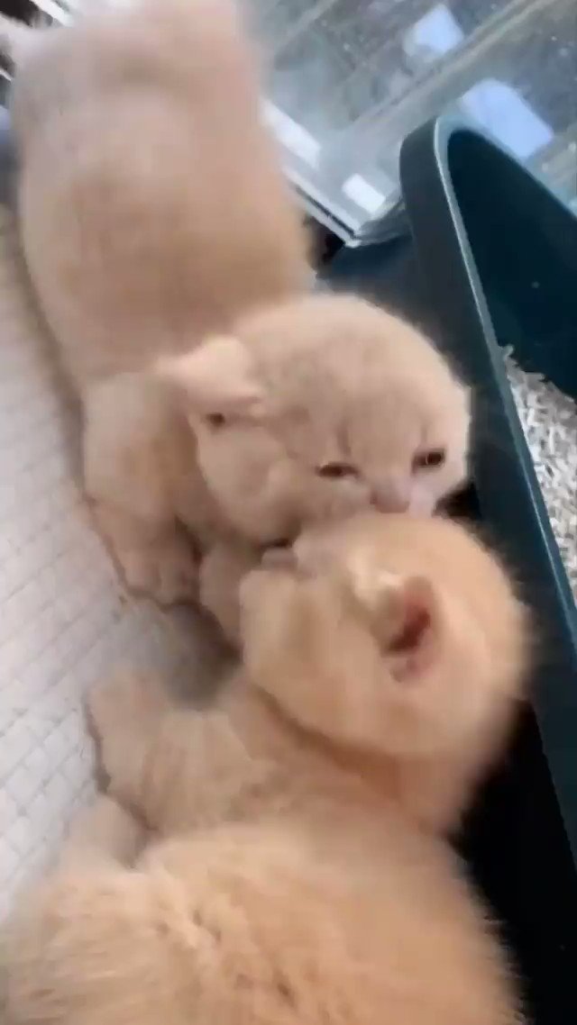 smol silly cat on Twitter: