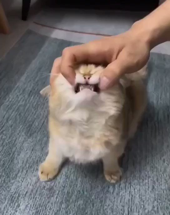 smol silly cat on Twitter: