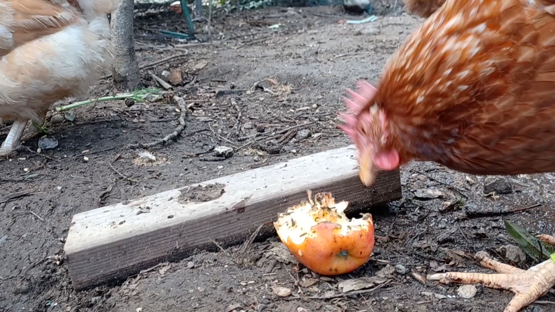 Hasanabi On Twitter Just Met My Adopted Chicken In Person Shes