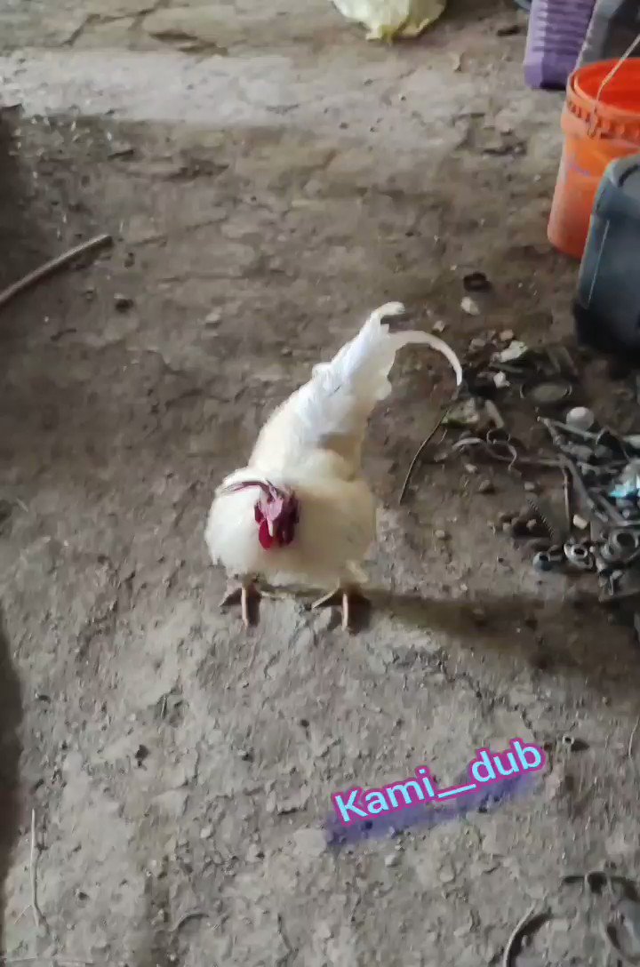امیرآریان♕ طنزنوشت 𓃬☼ On Twitter احتمالاً یه پدرکشتگی چیزی باهاش داره