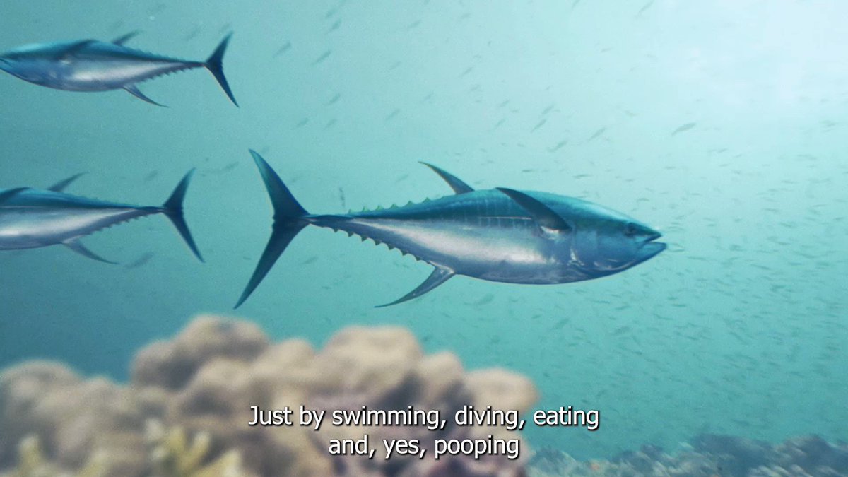 The Good Food Institute On Twitter One Way To Mitigate Overfishing Protect Tuna Is To Take the-good-food-institute-on-twitter-one-way-to-mitigate-overfishing-protect-tuna-is-to-take