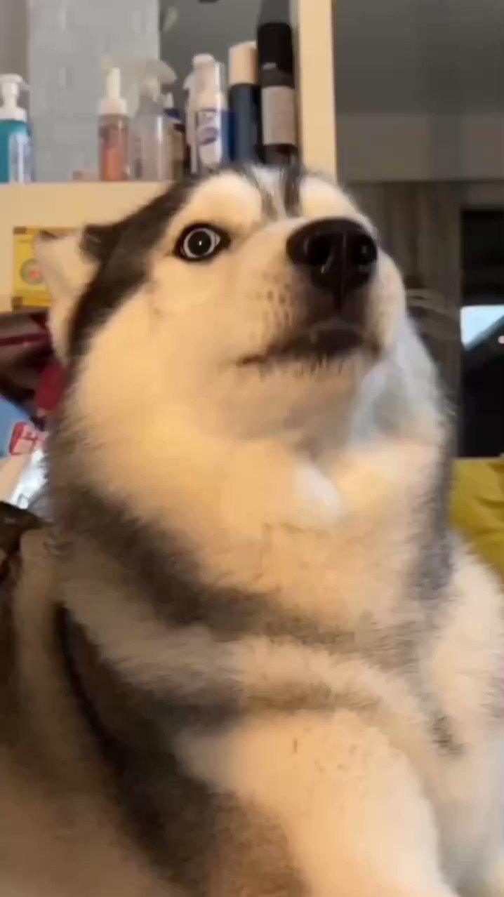 Husky Lover on Twitter: "Huskies are so talkative.. 😆 #husky #huskytwitter #dog https://t.co ...